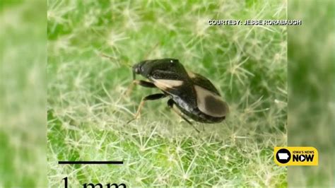 Protect Yourself From A Beneficial But Bothersome Biting Bug This Fall