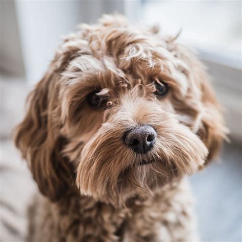 Cachorros De Cockapoo Rojos Perro De Cockapoo En El Jardín Foto De
