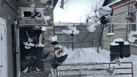 #Pigeons.С какого возраста пискунов нужно гонять. - YouTube