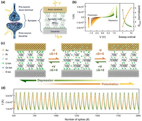 The Fundament Of Synaptic Weight Modulation Of The Auli X Coo 2 Pt
