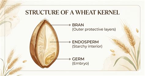 Wheat Grain Structure Parts Of The Wheat Kernel Explained