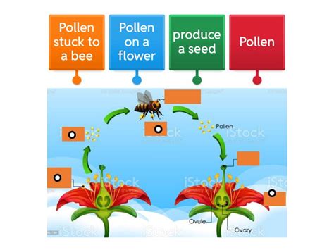 Insect Pollination Labelled Diagram