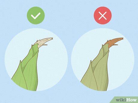 How To Tell If Corn On The Cob Is Bad Key Signs To Spot