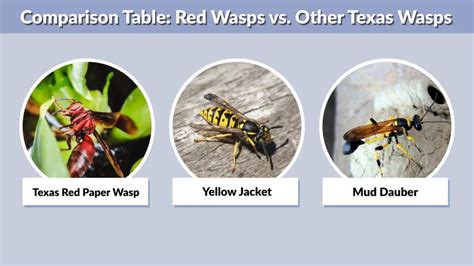 Red Wasps In Texas Identification Dangers And Nest Control