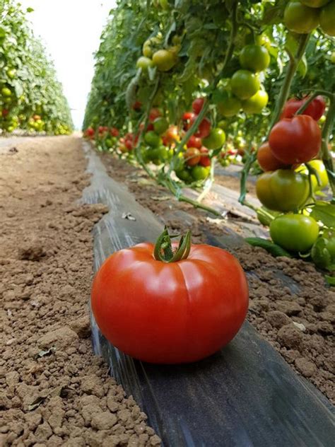 Гибриды томатов - Технологии выращивания томата, гибриды и сорта ...