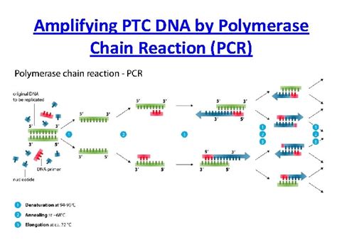 Lab 8 Ptc Polymerase Chain Reaction Lab Using