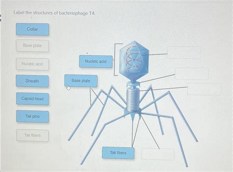 Solved Label The Structures Of Bacteriophage T4