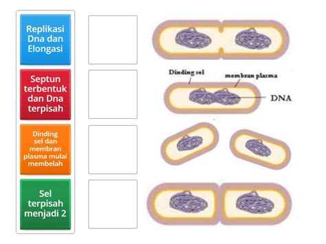 Cocokan Tahapan Dari Pembelahan Amitosis Match Up