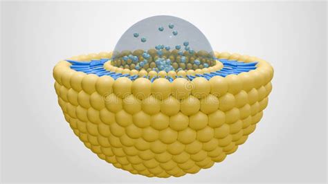 Lipid Bilayer Encapsulation Stock Illustrations 154 Lipid Bilayer