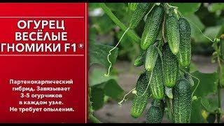 Огурец Веселые гномики: отзывы, описание сорта, фото, видео, отзывы ...