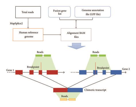 The Diagram Of Realignment Procedure To Identify The Overlapping Reads Download Scientific