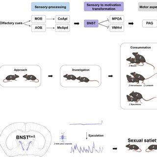 Hardwired Neural Circuits And Typical Behavioral Rituals Of Mating In Download Scientific
