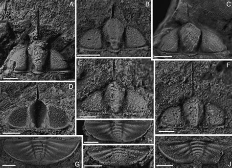 Scientists Discover New Trilobite Association Over 400 Mln Years Ago In