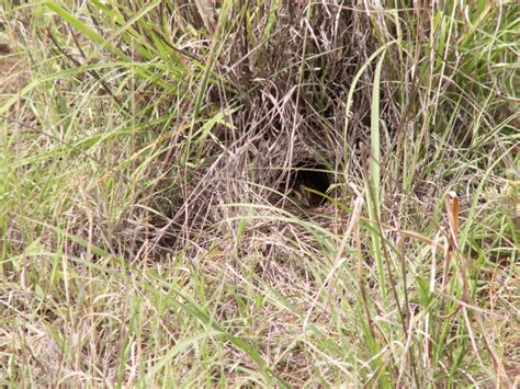 The Secret Lives Of Grasshopper Sparrows