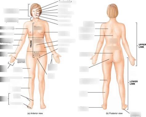 Anatomy Diagram Quizlet