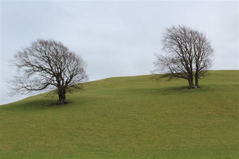 Milesisland One Tree Two Tree Three Tree