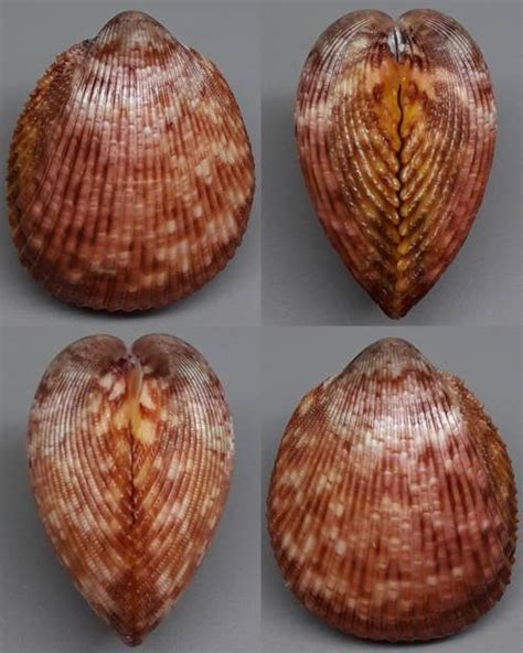 Acrosterigma Oxygonum 3852106