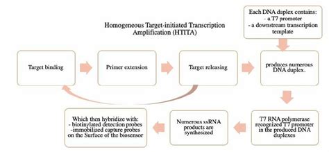 Diagram Of Homogeneous Target Initiated Transcription Amplification