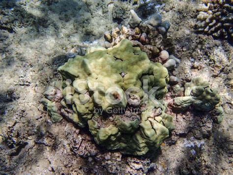 수 중 장면 스톡 사진 Freeimages