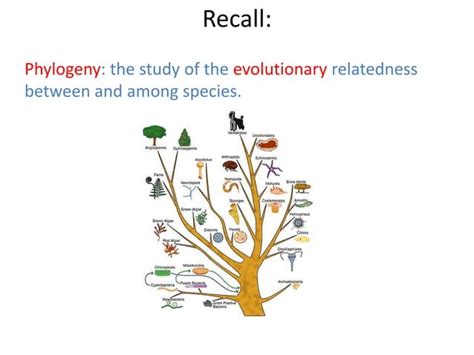 05 Phylogeny Modern Taxonomy Pptx