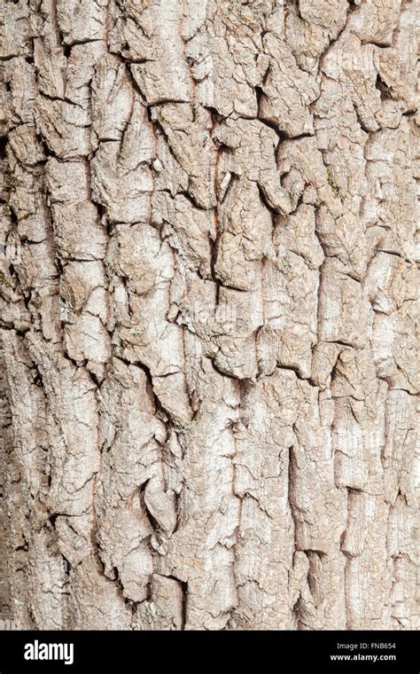 Wood And Tree Texture Or Background Stock Photo Alamy