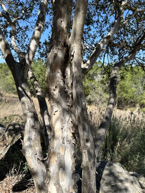 Wild Persimmon Tree Texas