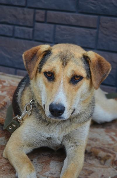 Липецк Красивый и умный Бонн очень ищет свой дом Около года От паразитов обработан привит