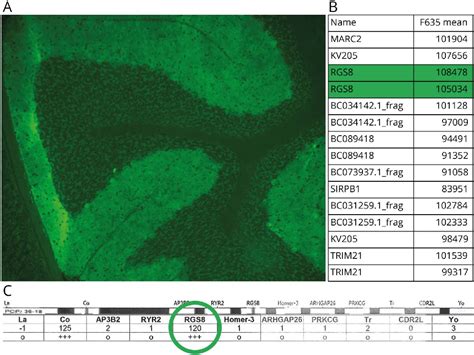 Figure 2 From Utility Of Protein Microarrays For Detection Of