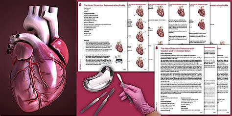 The Heart Dissection Demonstration Guide Science Beyond