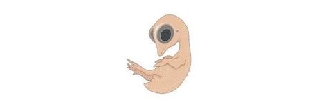 Chick Embryo Fibroblasts Cells Growth And Maintenance