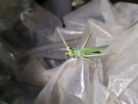 programmers are also humans who is this guy r programmerhumor