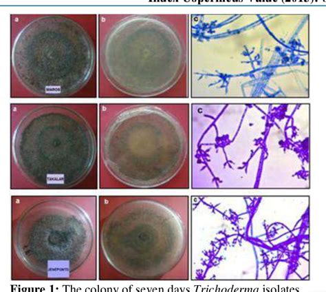 Figure 1 From Indigenous Trichoderma Isolated From Maize Rhizosphere