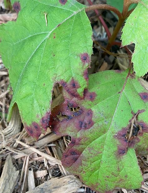Whats Wrong With My Oak Leaf Hydrangea R Gardening