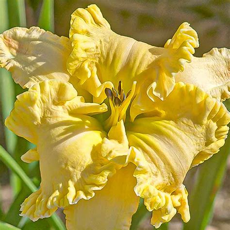 Carved Complexity Mountain View Daylily Nursery