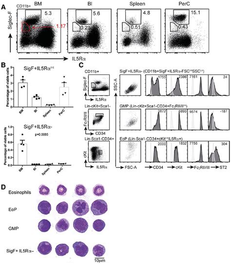 Identification And Characterization Of Siglec F Il5rα− Cells A Flow Download Scientific