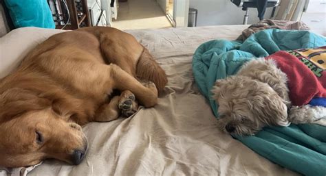 С добрым утром Dymontiger — Livejournal