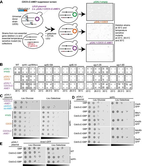 Suppressors Of The Forced Cdc5 Ame1 Interaction Phenotype A Diagram