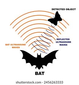 12 Moth Echolocation Stock Vectors And Vector Art Shutterstock