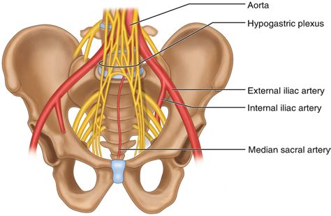 Hypogastric Plexus Block South Lake Pain Relief