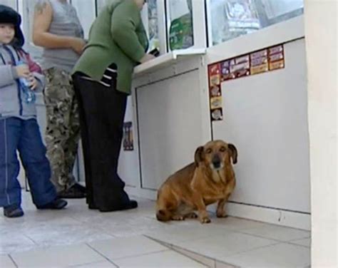 ឆ្កែ មួយ ក្បាល រង់ចាំ ម្ចាស់២ឆ្នាំ នៅ មន្ទីរពេទ្យ ដោយ មិនដឹងថា ម្ចាស់ ស្លាប់