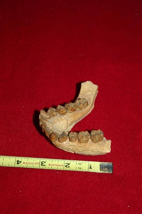 Homo Erectus Gigantopithecus Human Copy Of A Plaster Lower Jaw Bone W