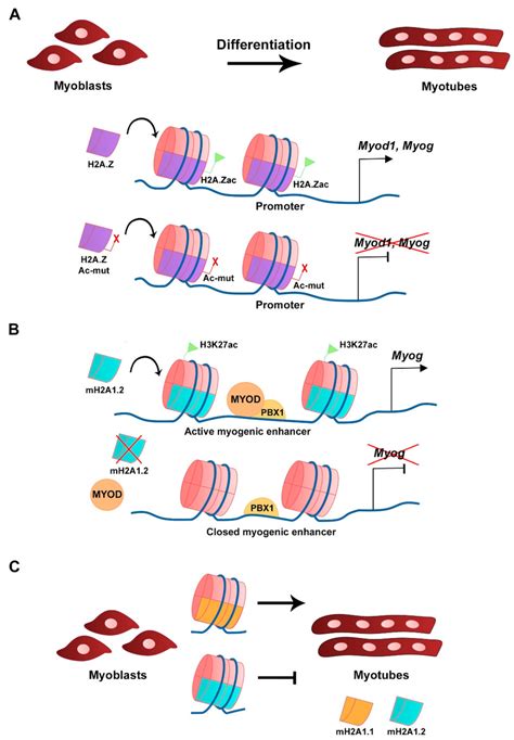 Histones H1