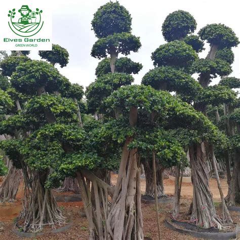 Ficus Microcarpa Big Size 2 5 Meters Elves Garden