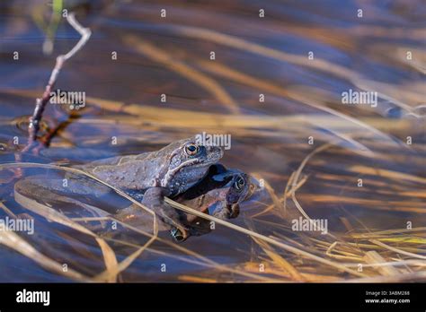 Spring Mating Of Common Frogs Rana Temporaria The Common Frog During The Breeding Season