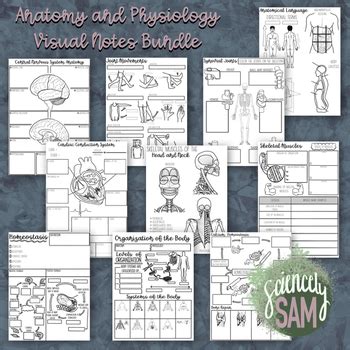 Anatomy And Physiology Visual Notes GROWING BUNDLE By Sciencely Sam