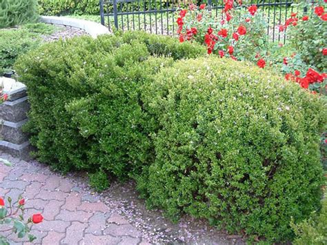 Find Plants Compact Myrtle