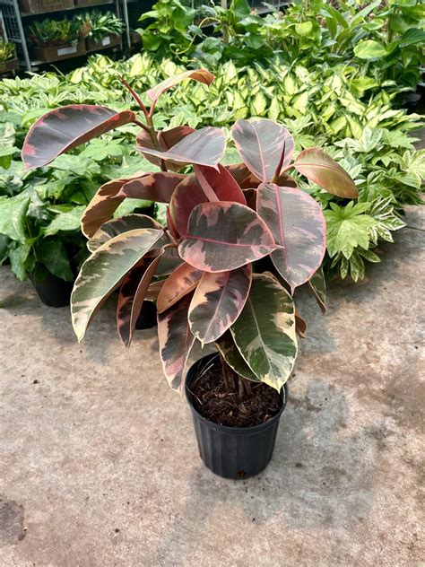 8″ Rubber Ruby Braid The Kc Plant Factory