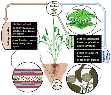 Phosphorous Nanofertilizers For Precise Application In Rice Cultivation