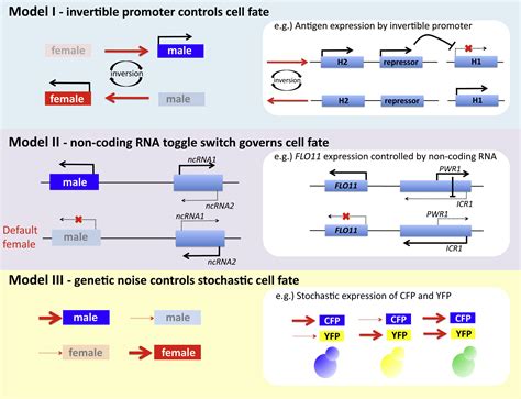 Evolution Of Eukaryotic Microbial Pathogens Via Covert Sexual Reproduction Cell Host And Microbe