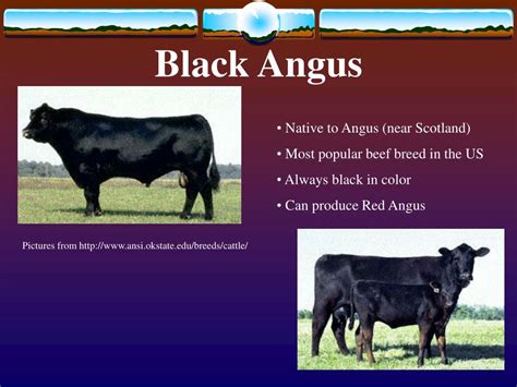 Ppt Animal Breeds Powerpoint Presentation Free Download Id2993023